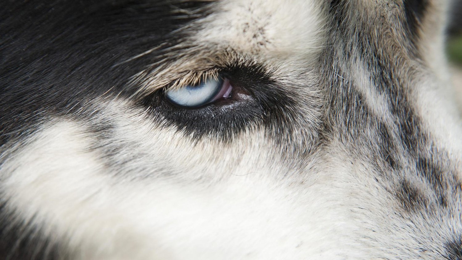 Canines evolved puppy dog eyes to woo human companions | NOVA | PBS